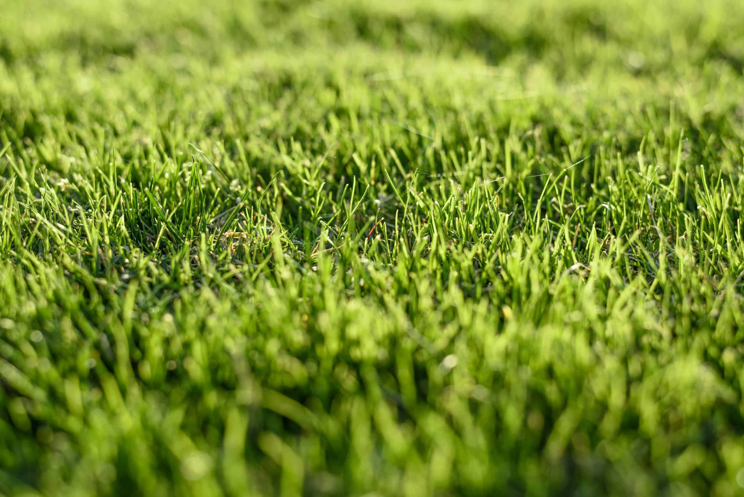 Your Complete Spring Lawn Care Guide for Southwest Indiana - Lawn Masters